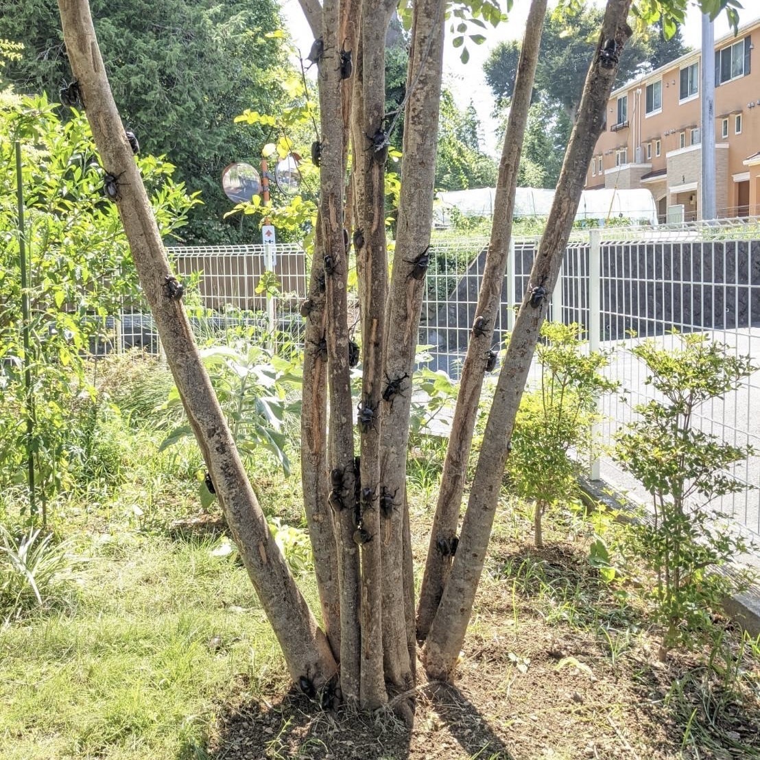 藤原 7月 - 一級建築士事務所ecomo 新築設計 スタッフBLOG